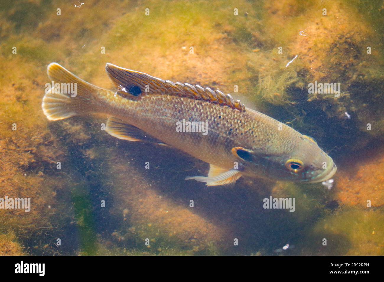 Sunfish lake park hi-res stock photography and images - Alamy
