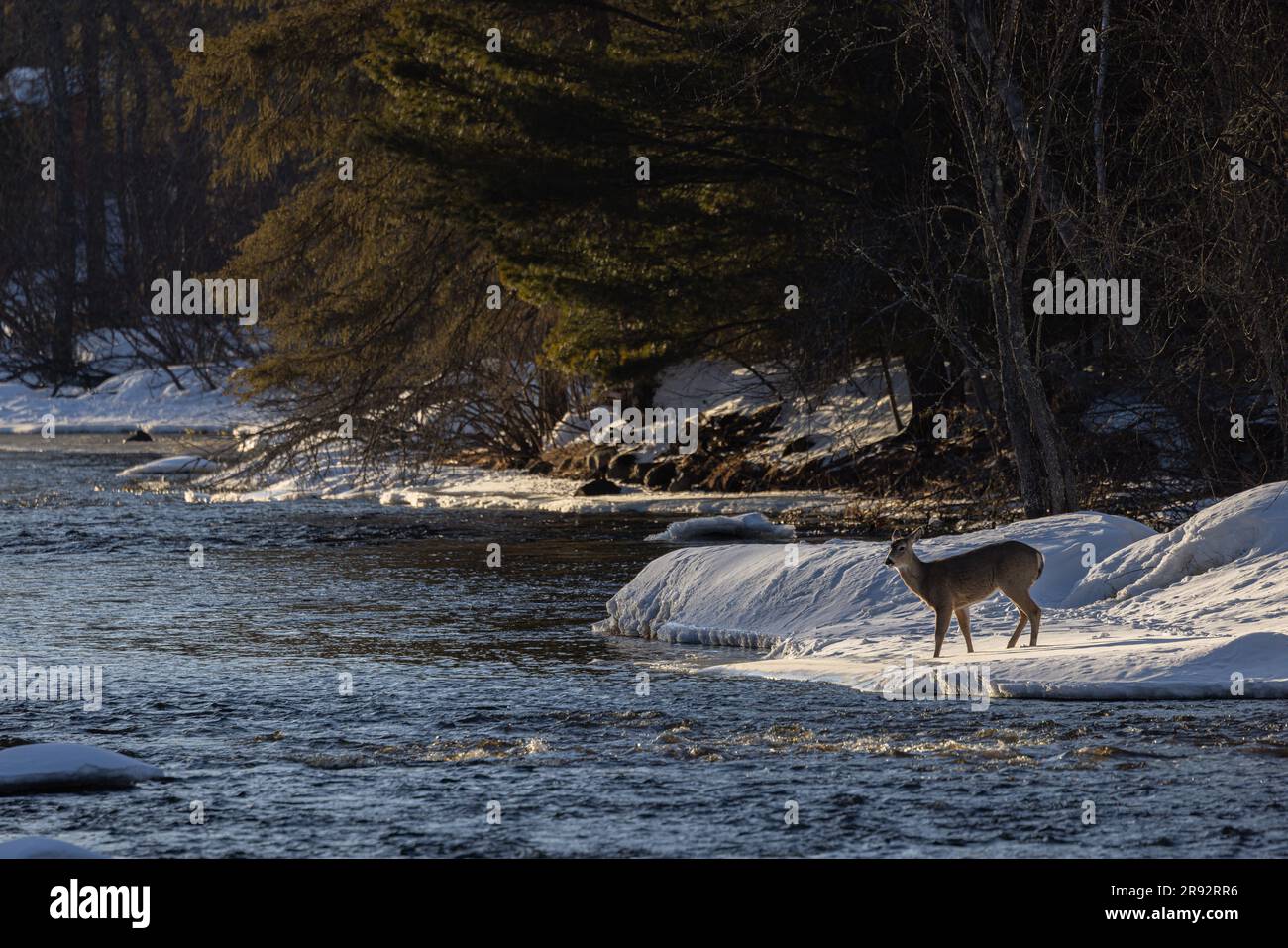American river scene deer hi-res stock photography and images - Alamy