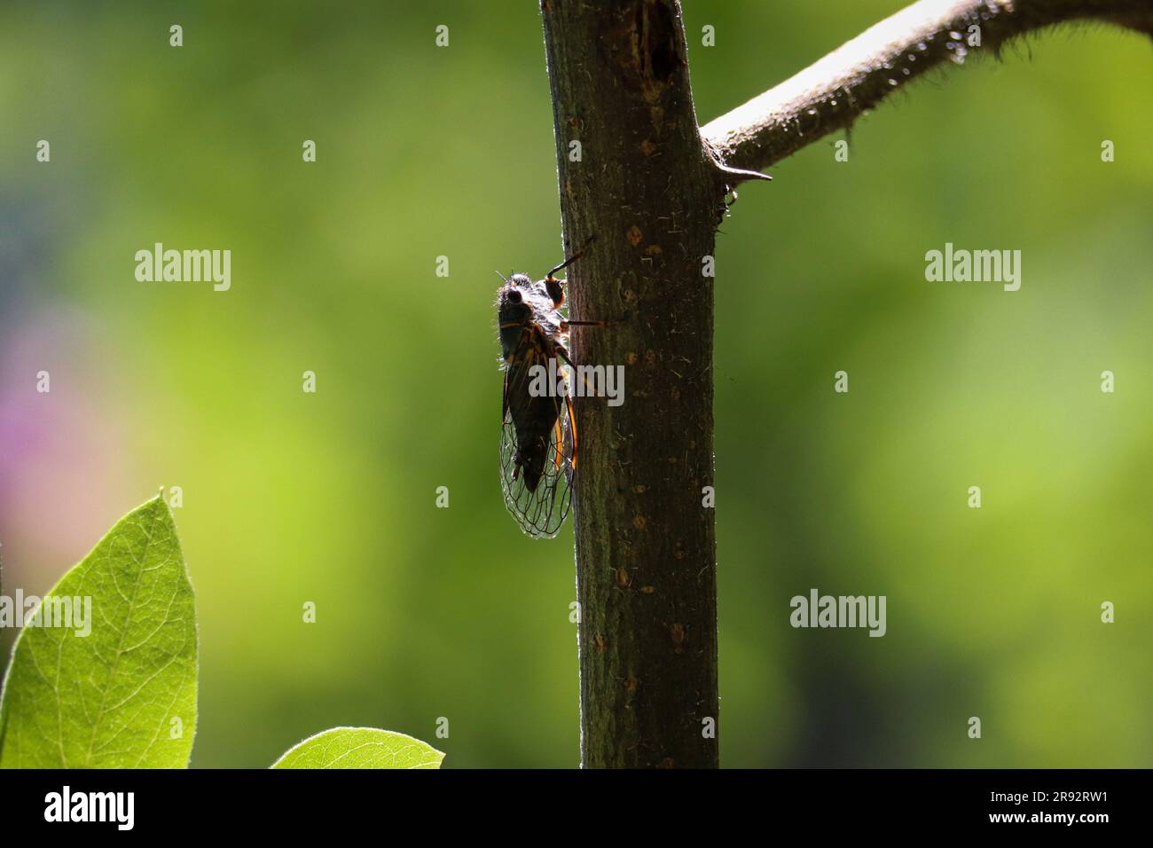 Wing tapping cicada hi-res stock photography and images - Alamy
