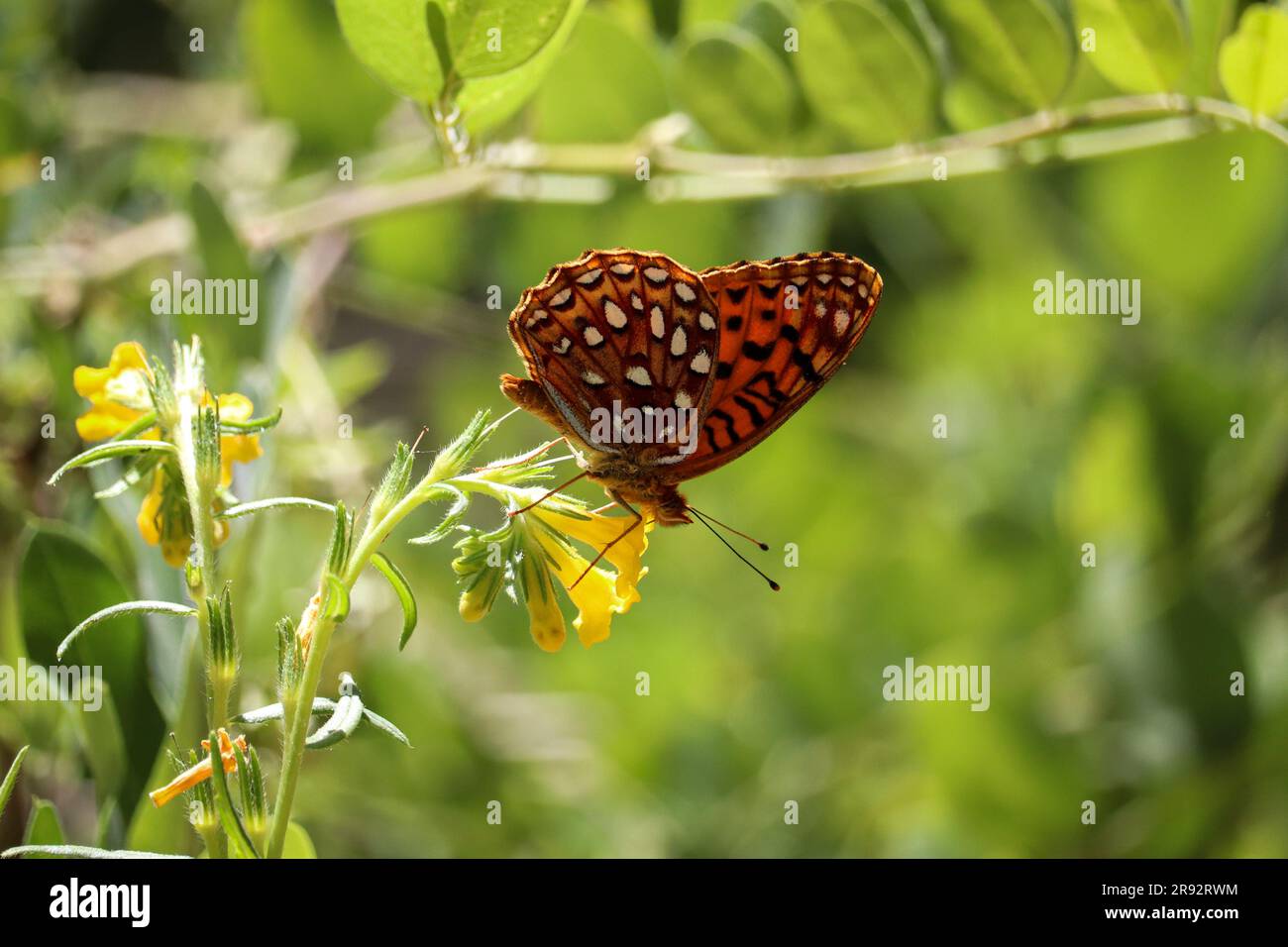 Northwestern fritillary hi-res stock photography and images - Alamy