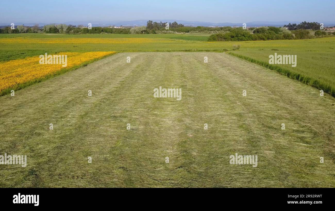 Aerial view of Green grass field, forward fly over, 4K drone footage ...