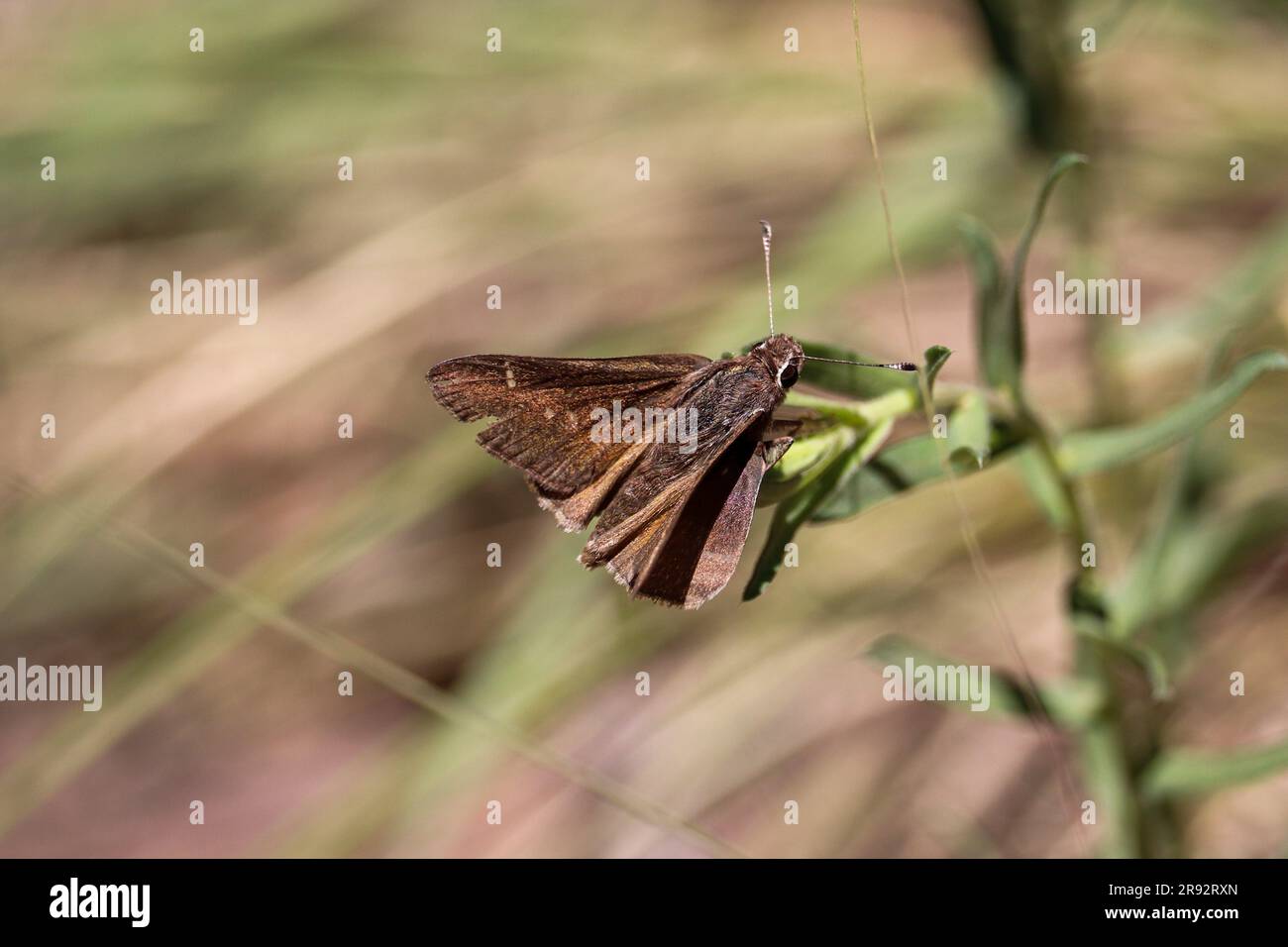 Deva skipper or Atrytonopsis deva perching on a plant at the See Spring ...