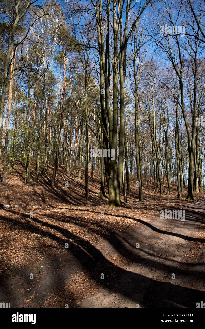 common beech forests in Fläming Heath nature park in Northeastern ...