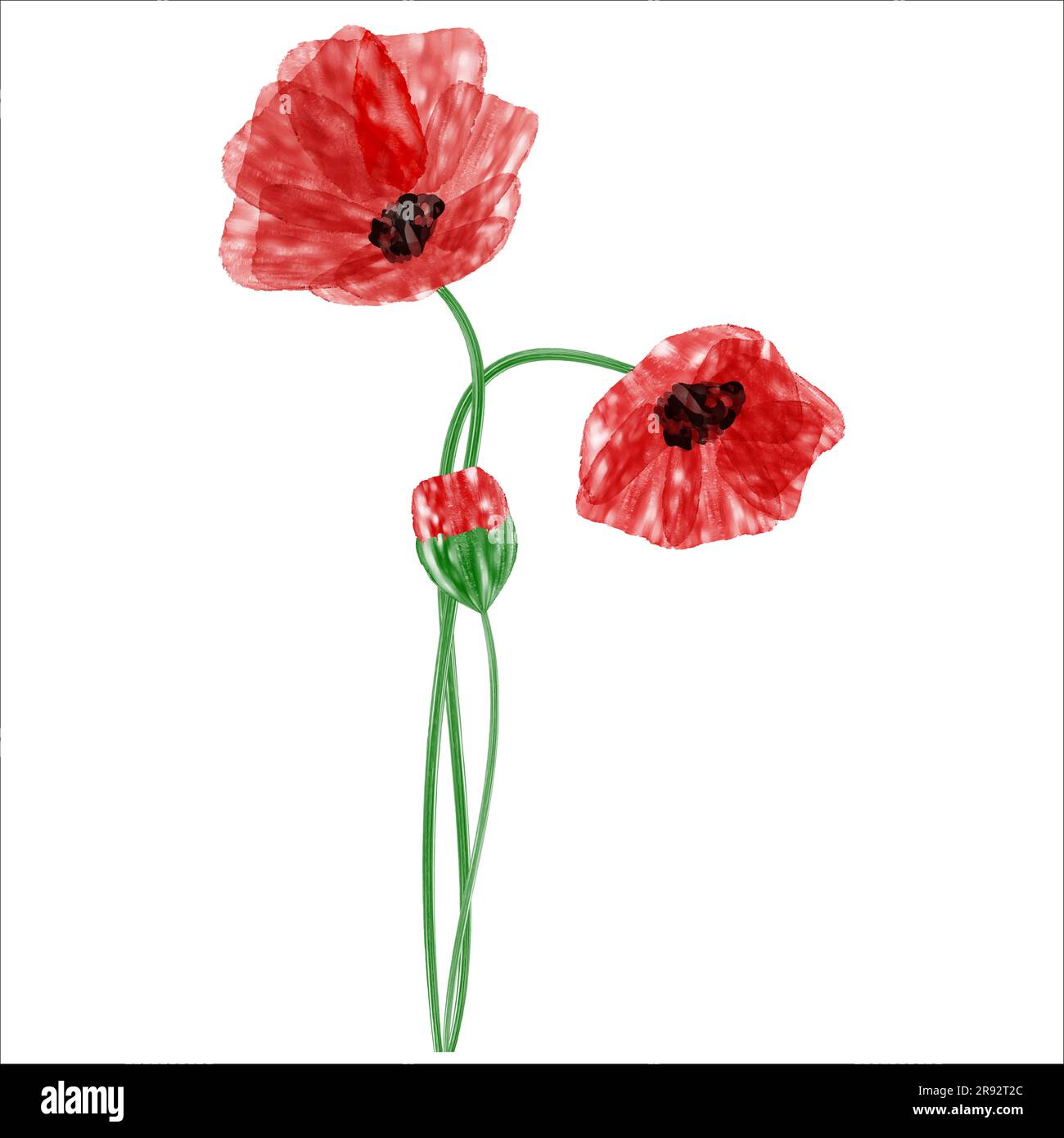 Poppy flowers Watercolor design element Vector illustration Isolated on ...