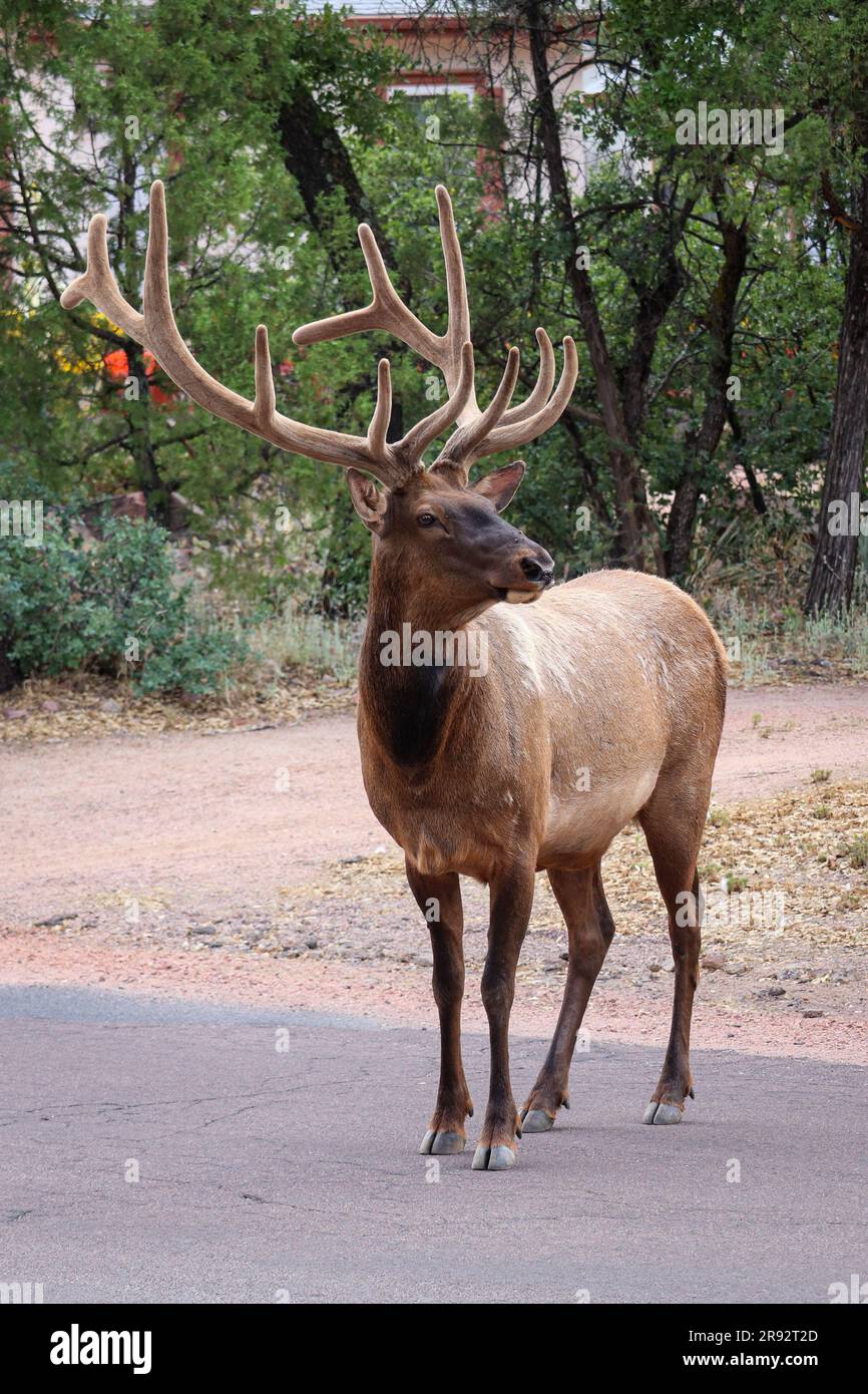 Neighborhood road hi-res stock photography and images - Alamy