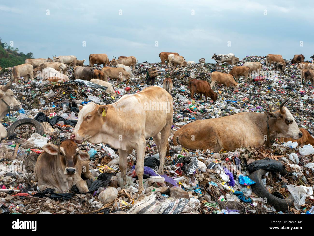 Indonesia plastic pollution animal hi-res stock photography and images ...