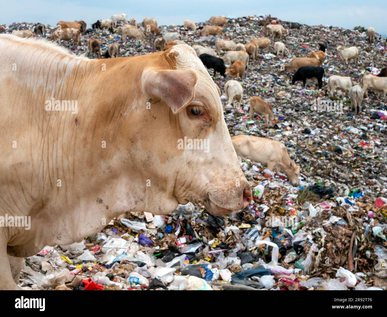 Indonesia plastic pollution animal hi-res stock photography and images ...