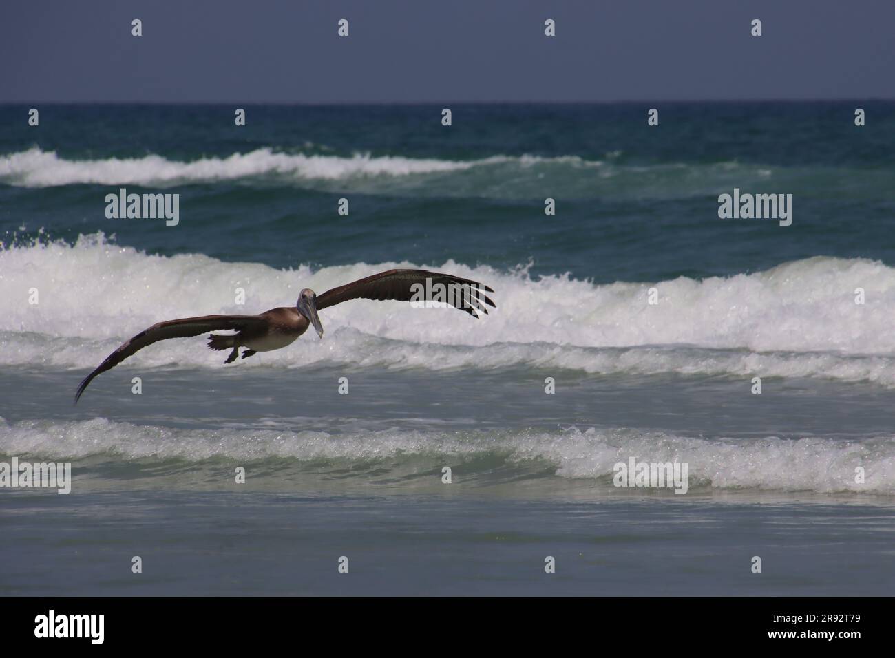 Pelican birds flying diving fishing in the sea Stock Photo - Alamy
