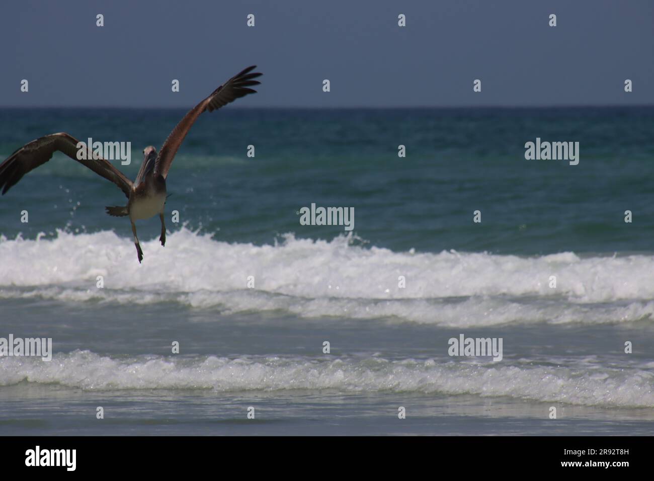 Pelican birds flying diving fishing in the sea Stock Photo - Alamy