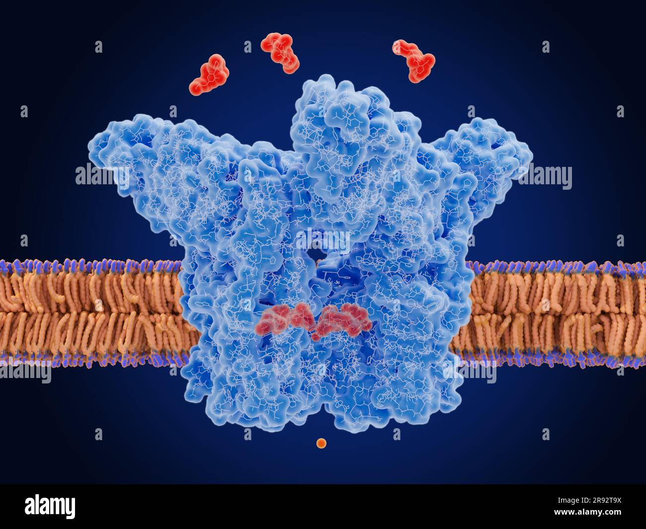 Transient receptor potential channel TRPV2, illustration Stock Photo ...
