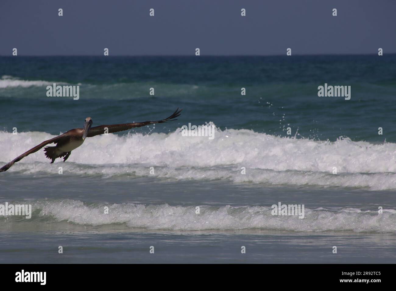 Pelican birds flying diving fishing in the sea Stock Photo - Alamy