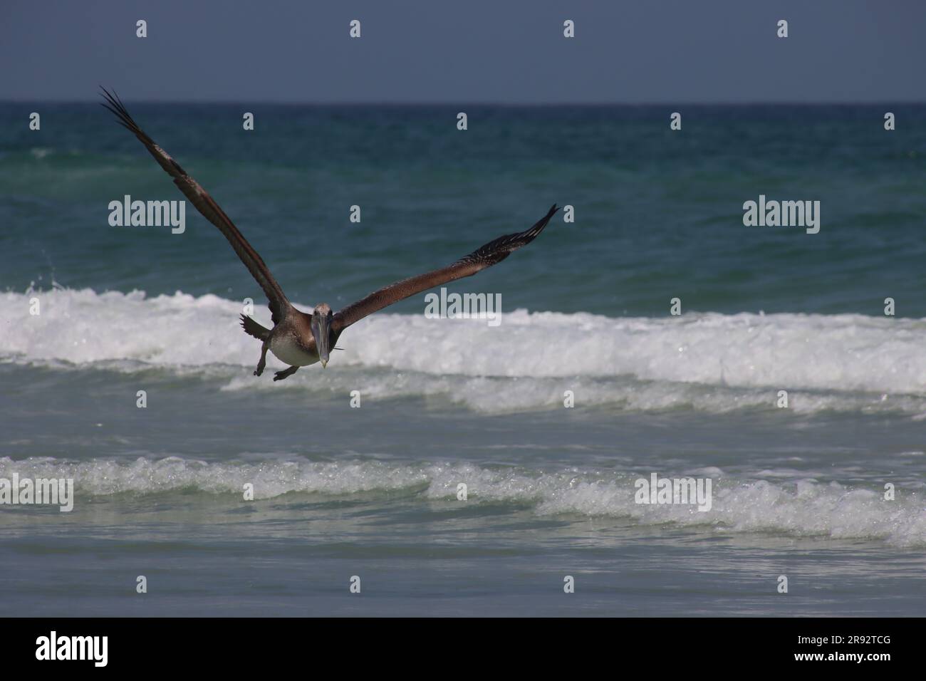 Pelican birds flying diving fishing in the sea Stock Photo - Alamy