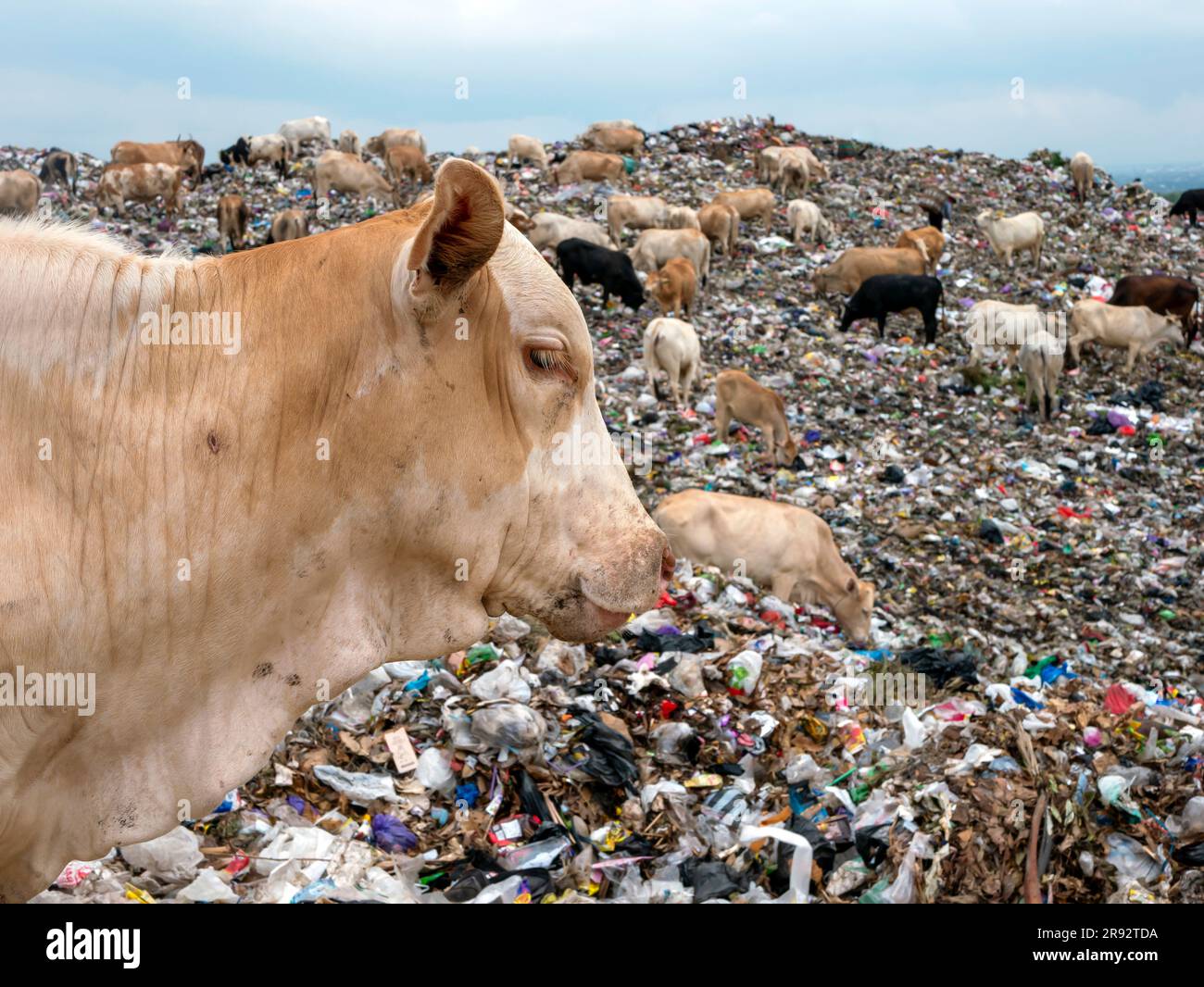Indonesia plastic pollution animal hi-res stock photography and images ...
