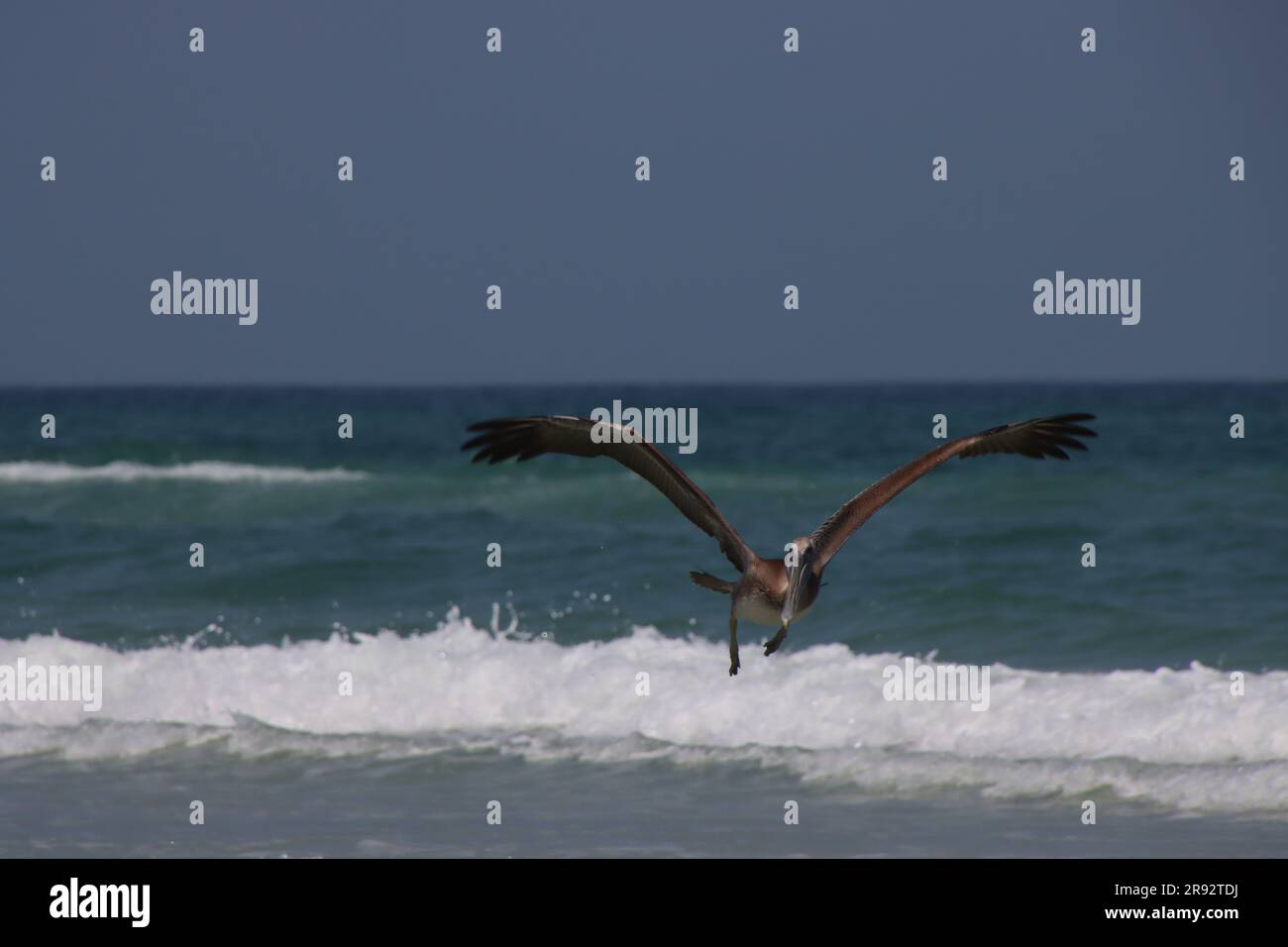 Pelican birds flying diving fishing in the sea Stock Photo - Alamy