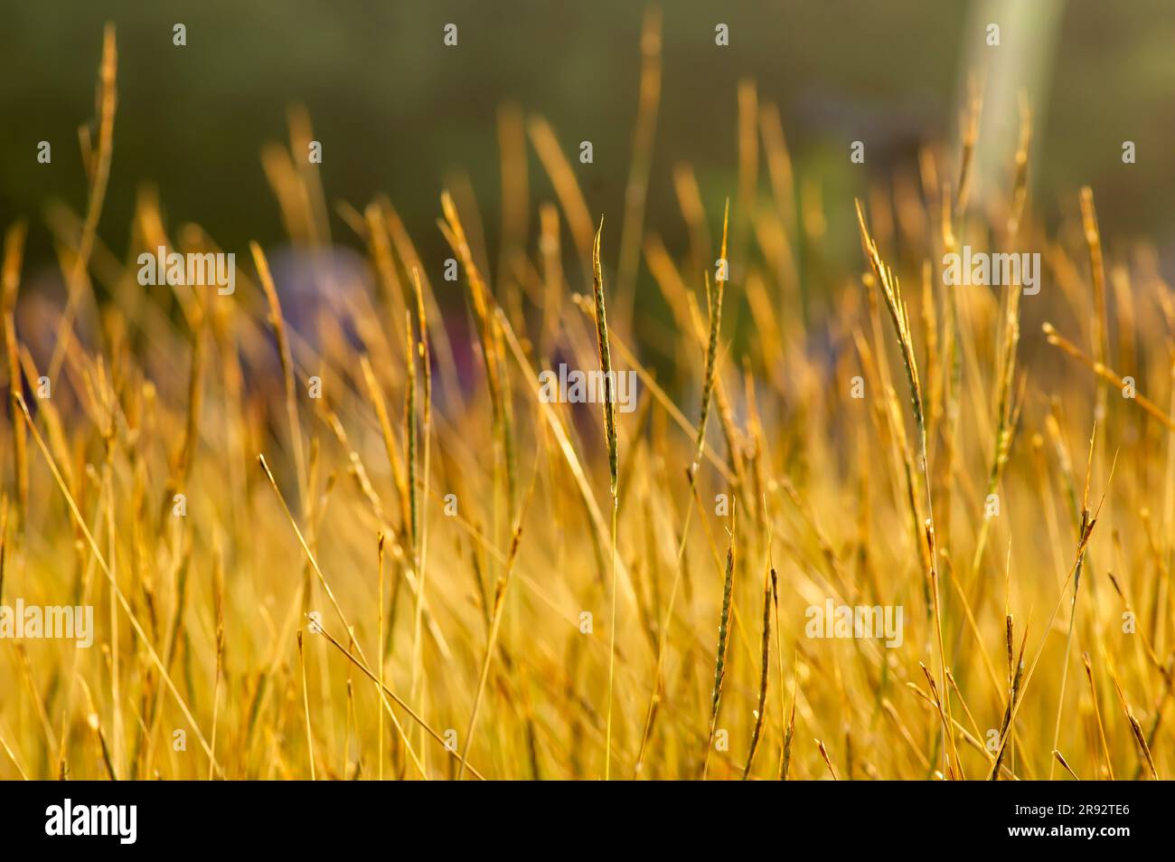 Golden grass, Chloris virgata, feather fingergrass, feathery Rhodes ...