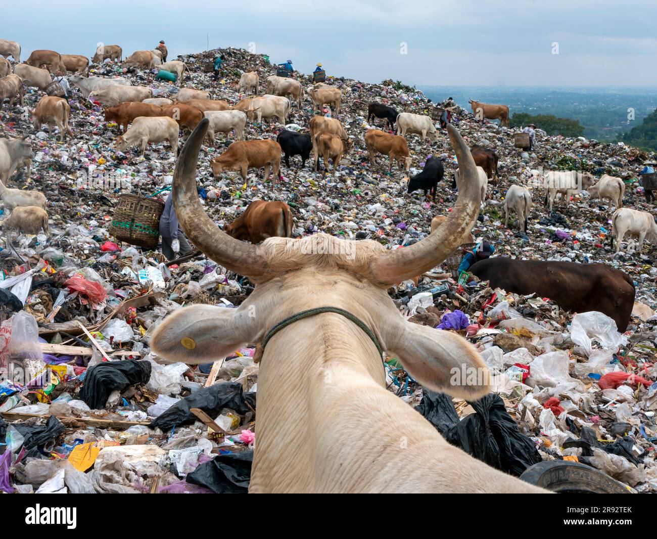 A herd of cows looking for food in the landfill, in Indonesia Stock ...
