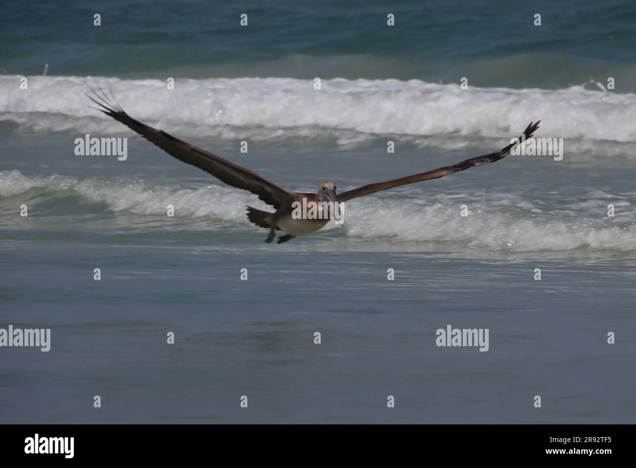 Pelican birds flying diving fishing in the sea Stock Photo - Alamy
