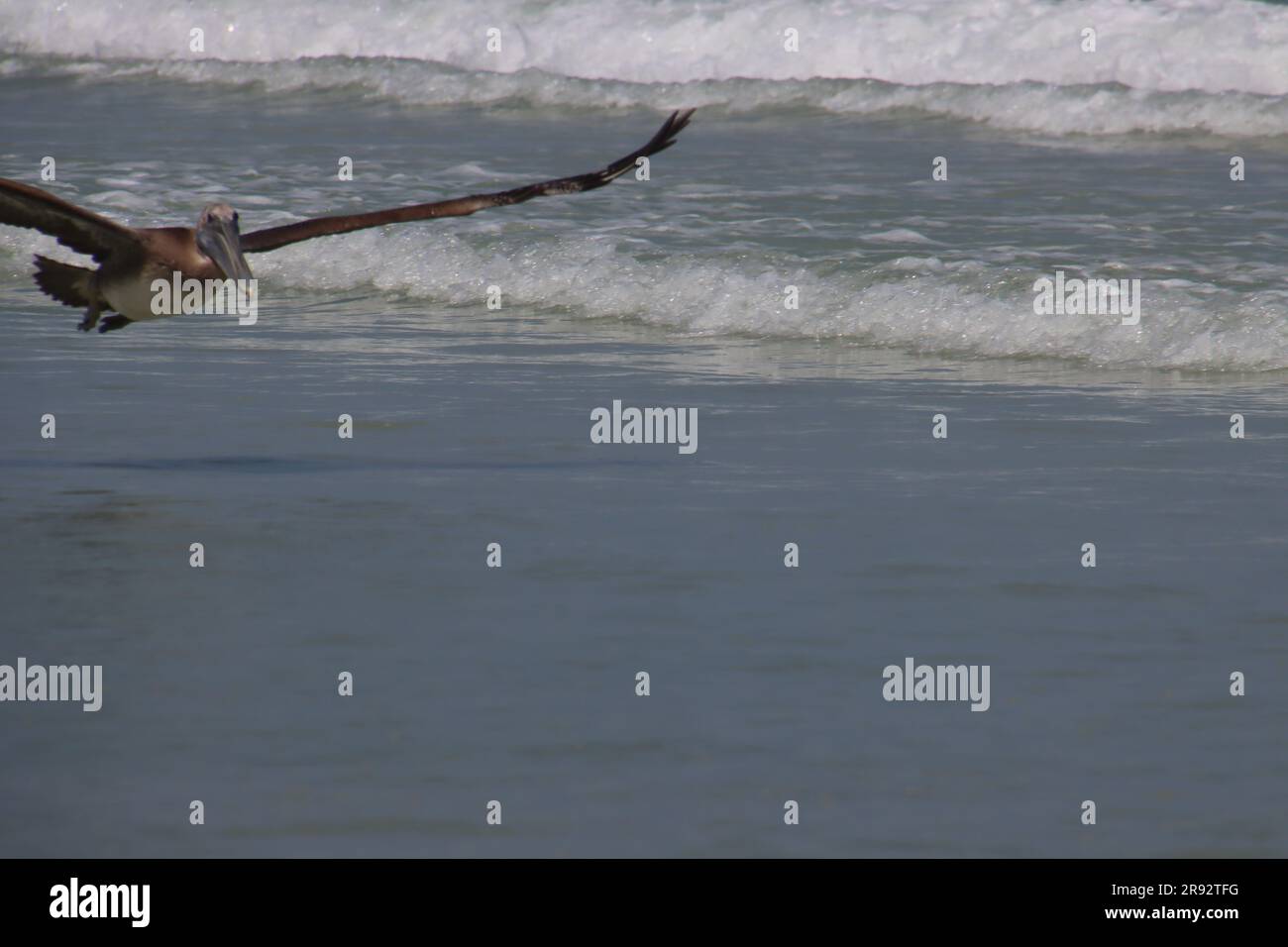 Pelican birds flying diving fishing in the sea Stock Photo - Alamy