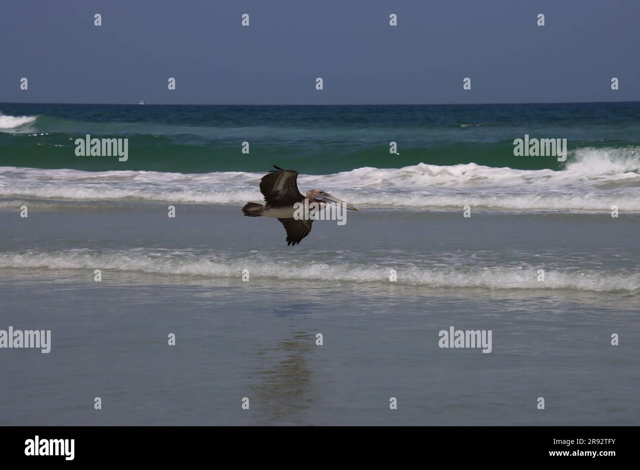 Pelican birds flying diving fishing in the sea Stock Photo - Alamy