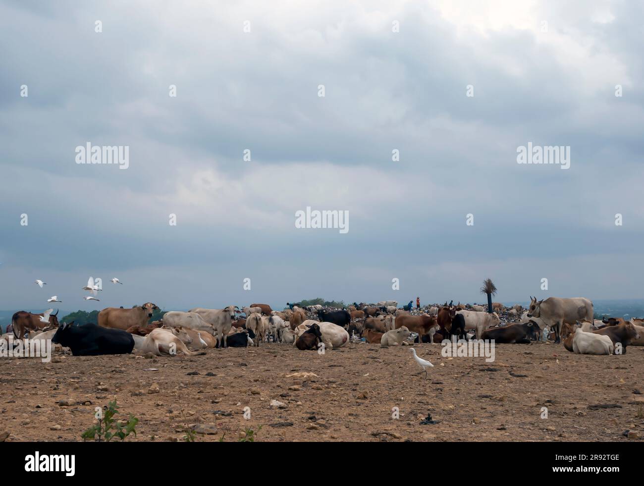 Domestic cows lying down on the ground, in Yogyakarta, Indonesia Stock ...