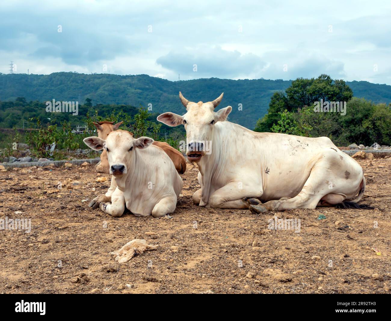 Domestic cows lying down on the ground, in Yogyakarta, Indonesia Stock ...