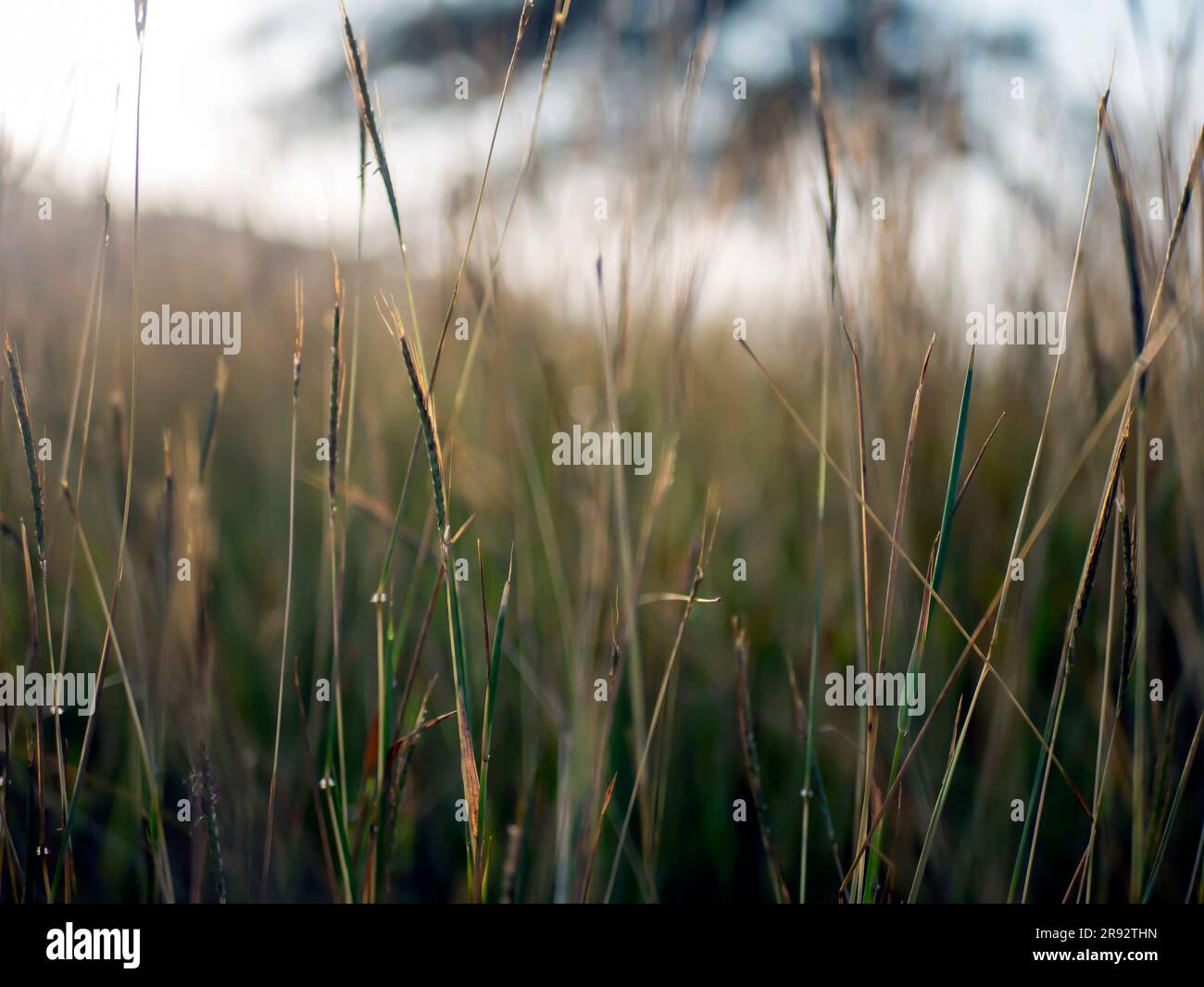 Golden grass, Chloris virgata, feather fingergrass, feathery Rhodes ...
