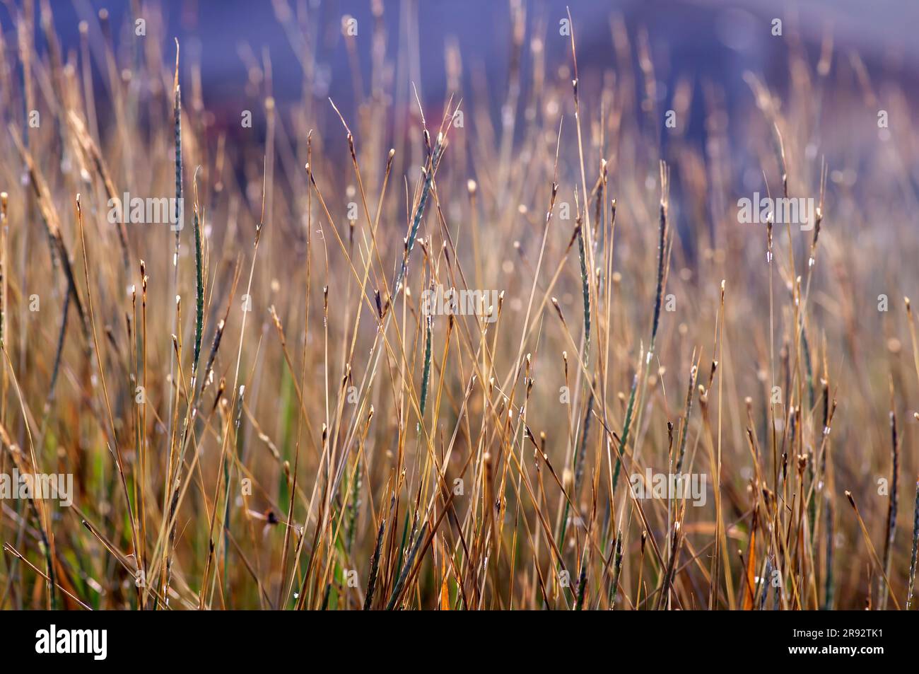 Golden grass, Chloris virgata, feather fingergrass, feathery Rhodes ...