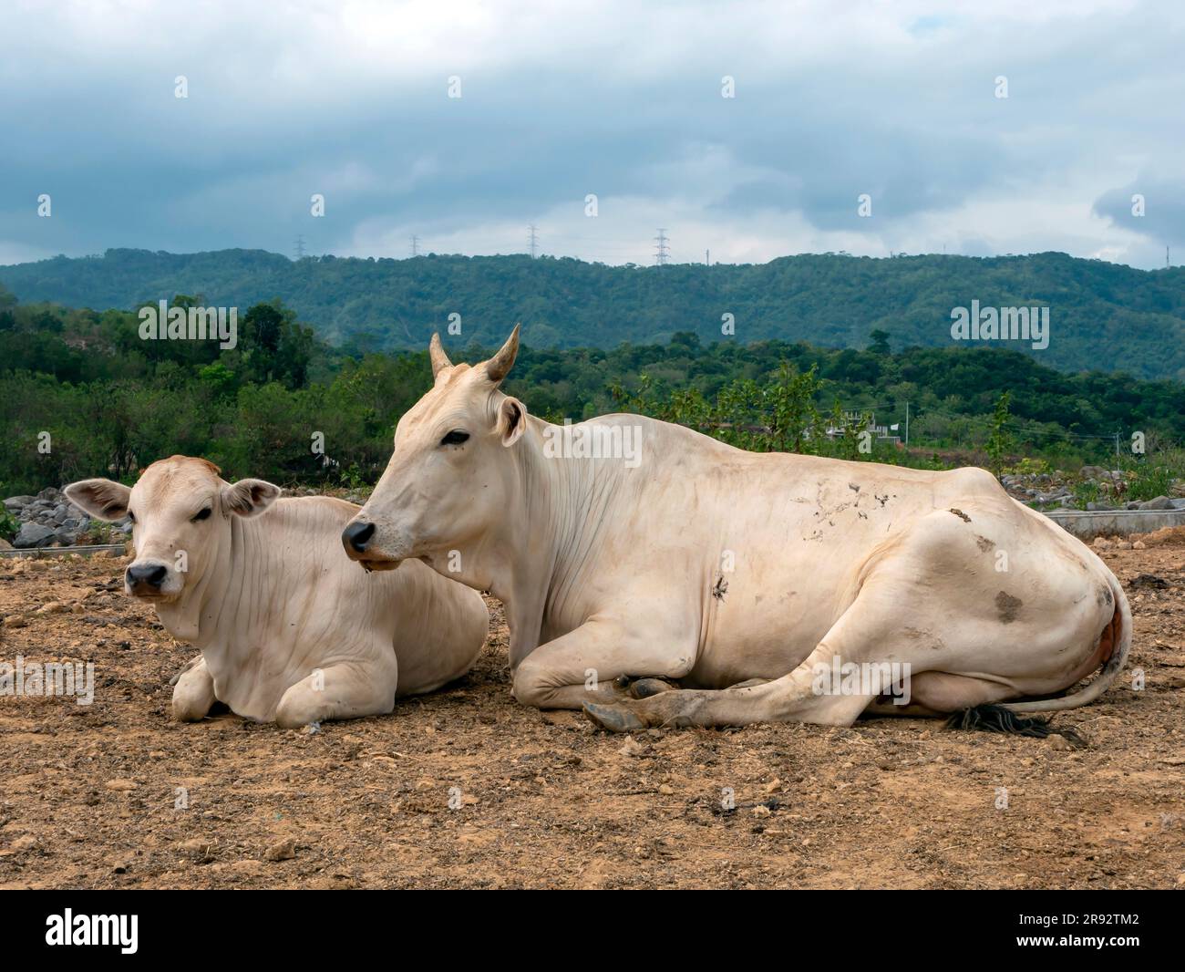 Domestic cows lying down on the ground, in Yogyakarta, Indonesia Stock ...