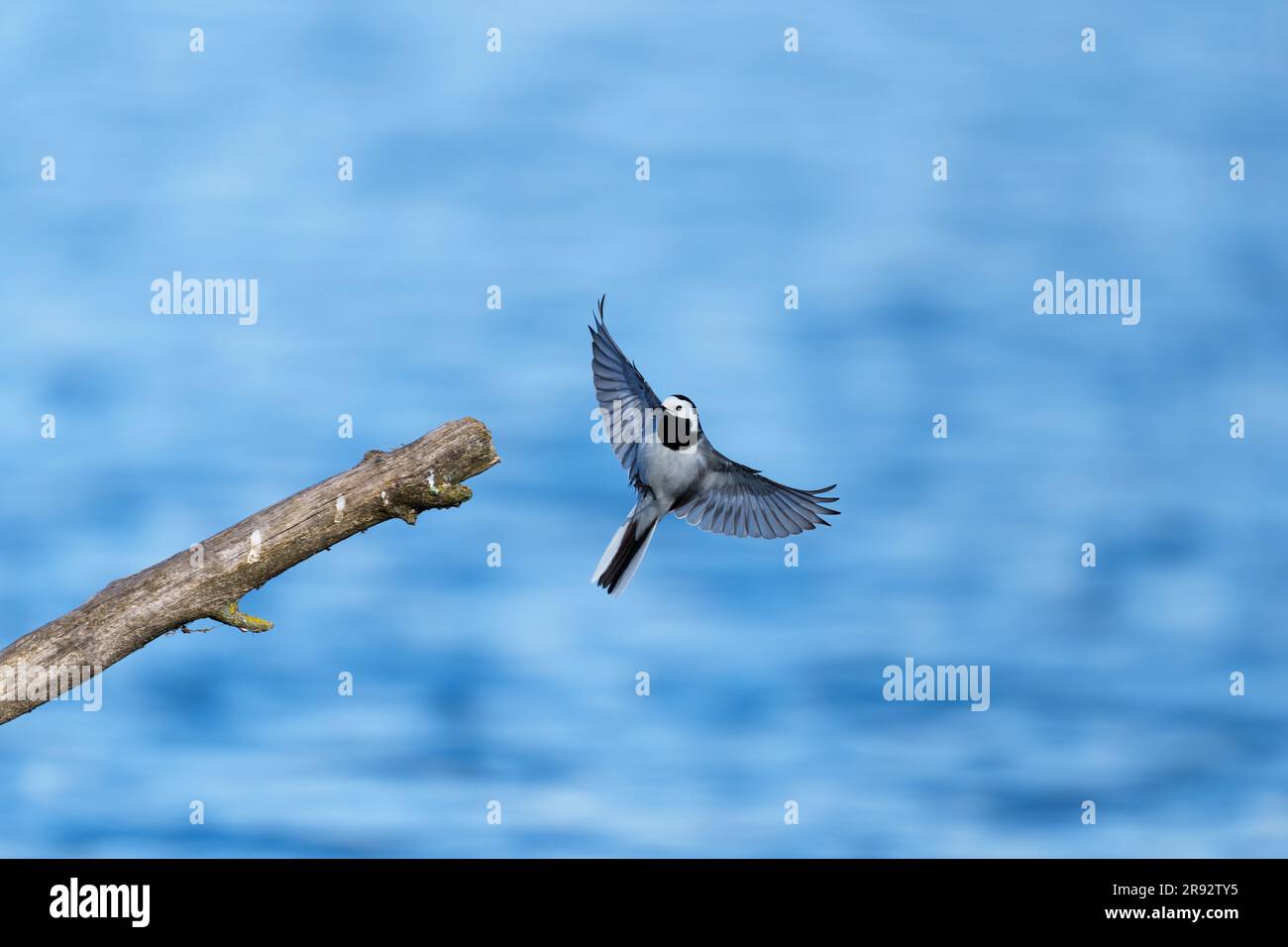 A white wagtail flying next to a tree branch in a lake, its wings fully ...