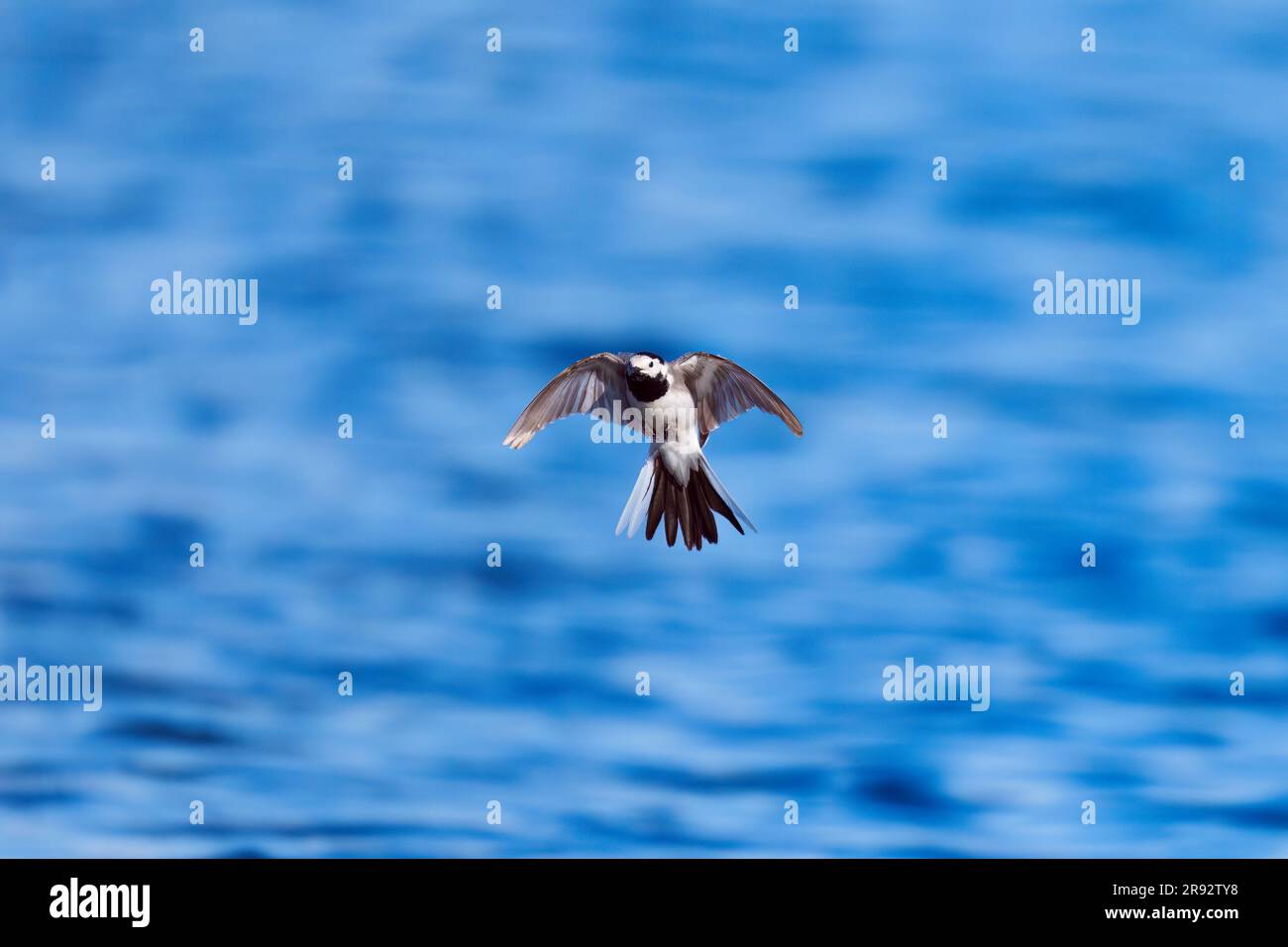 A scenic view of a white wagtail mid-flight, flying above a lake Stock ...