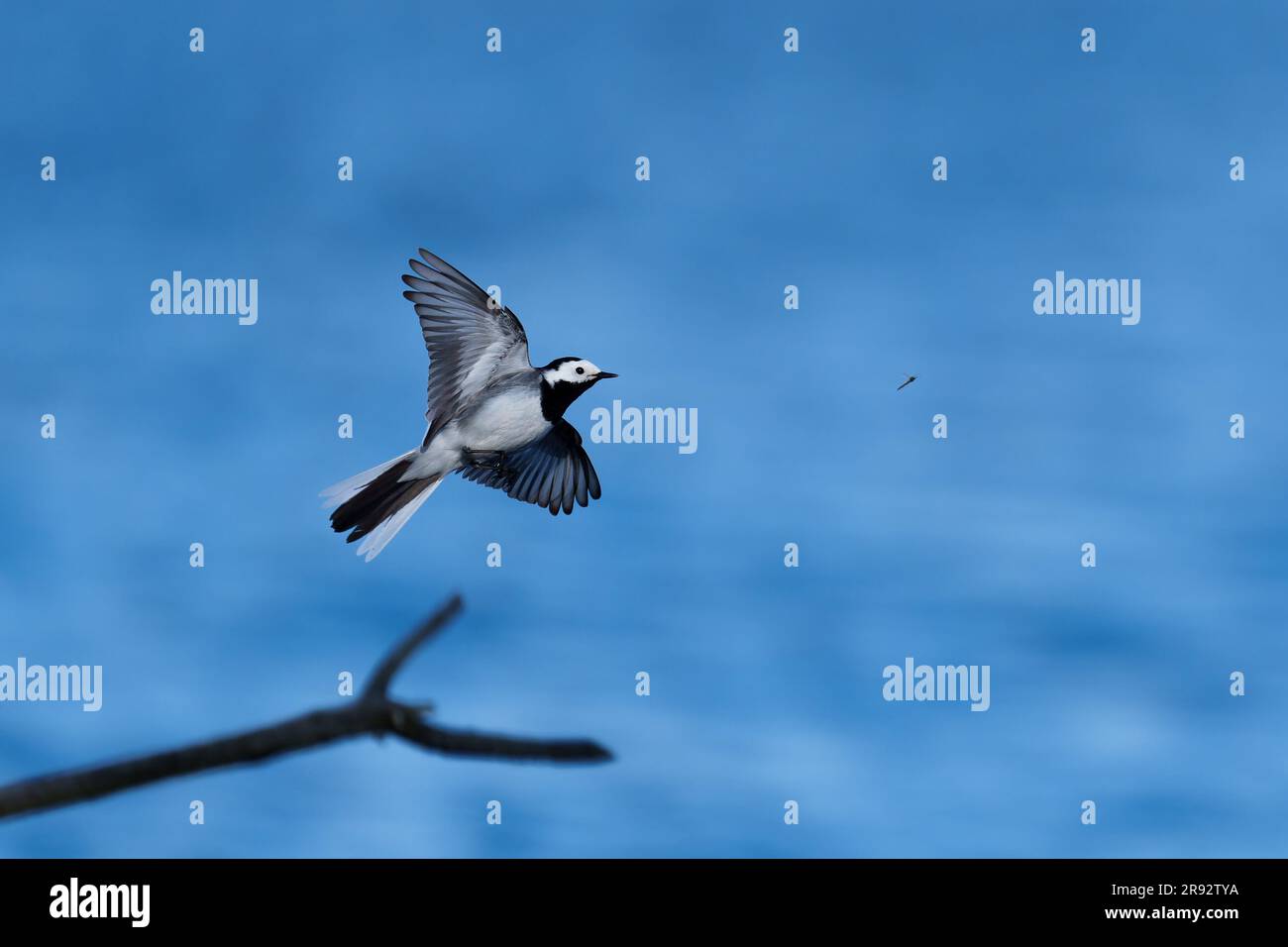 A white wagtail in flight as it takes off from a tree branch Stock ...