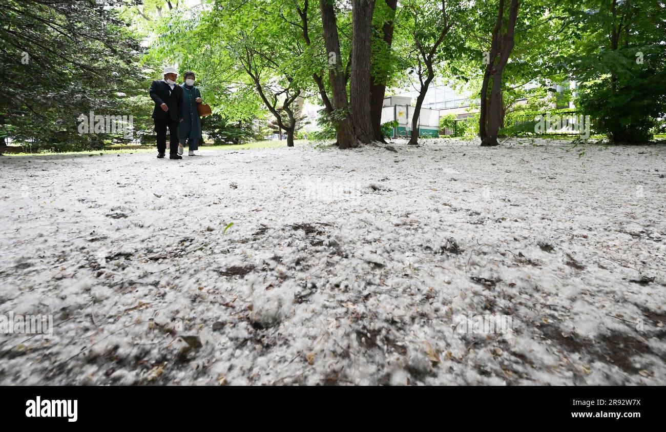 Lots of poplar fluff are piled up like snow in Sapporo City, Hokkaido ...