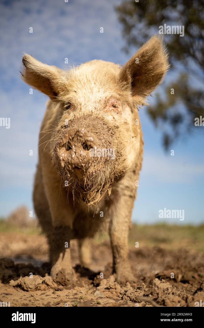 Dirty pig hi-res stock photography and images - Alamy