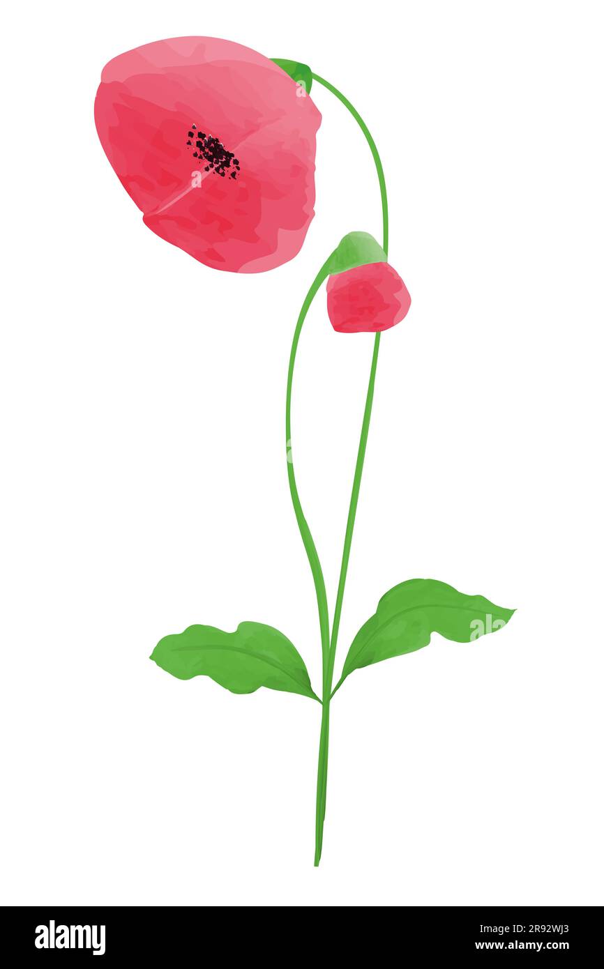 Poppy flower Watercolor design element Vector illustration for ...