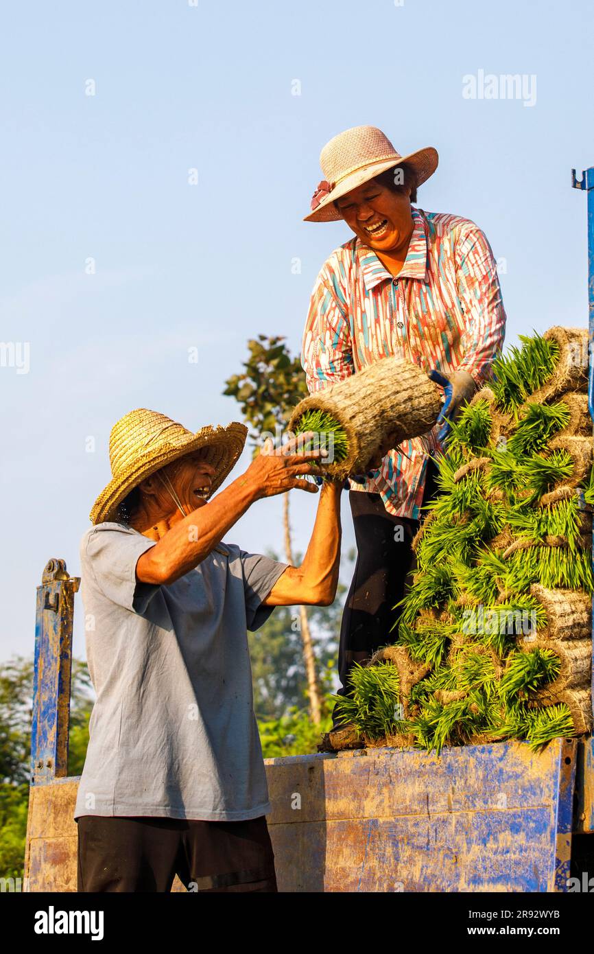 LIANYUNGANG, CHINA - JUNE 24, 2023 - Farmers raise rice seedlings for ...
