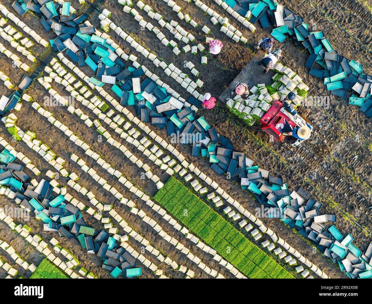 LIANYUNGANG, CHINA - JUNE 24, 2023 - Farmers raise rice seedlings for ...