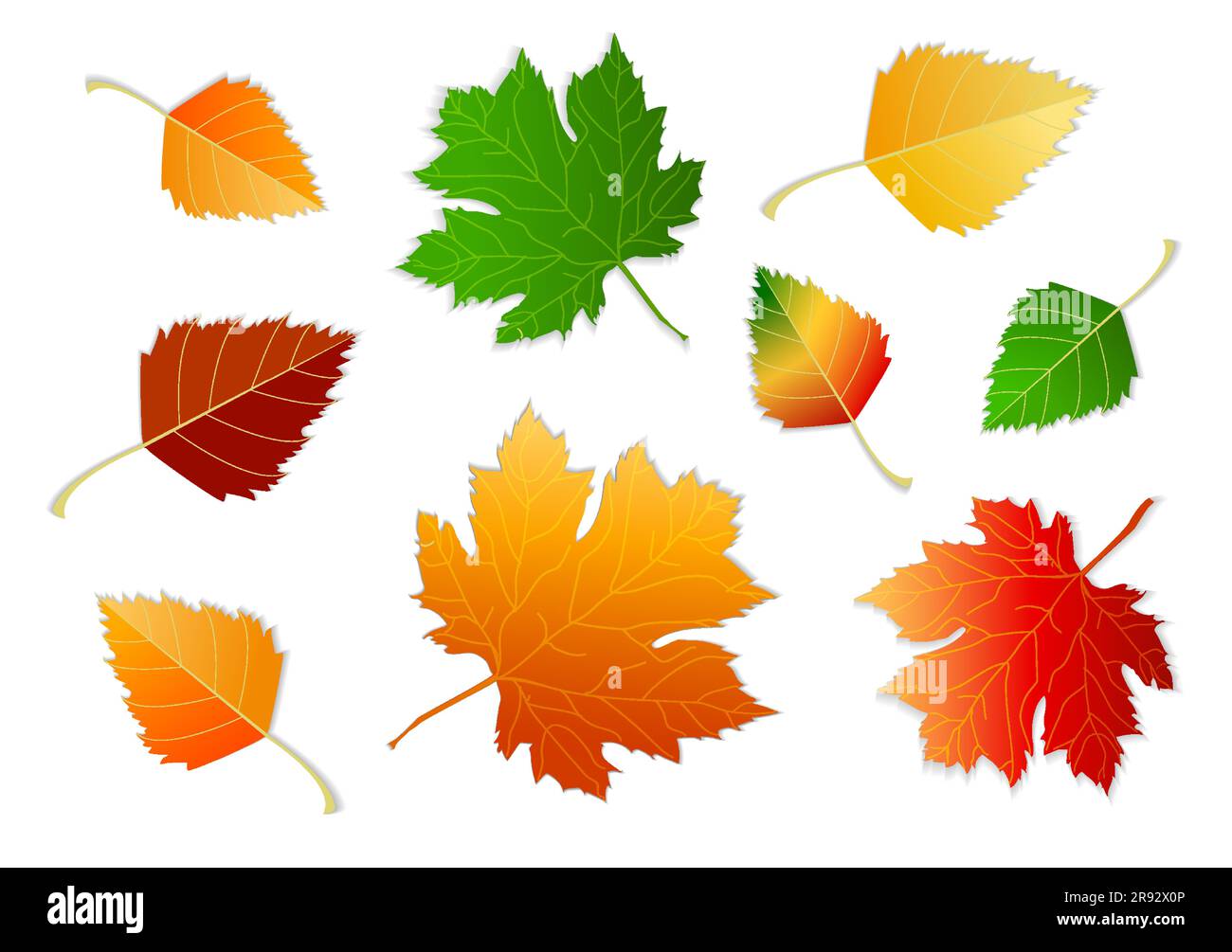 Set of autumn leaves, different colors on white and transparent ...
