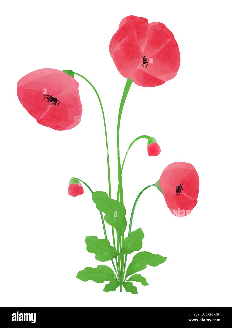 Poppy flowers Watercolor design element Vector illustration for ...