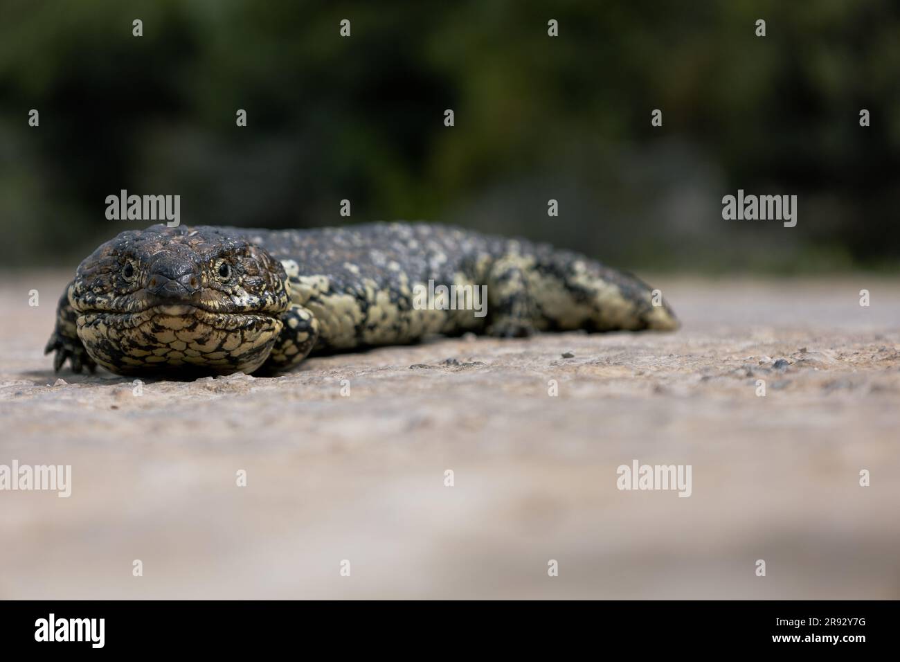 Bobtail lizard showing his teeth Stock Photo - Alamy