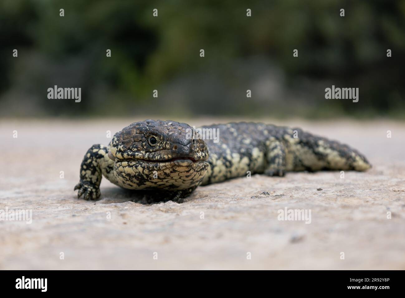 Bobtail lizard showing his teeth Stock Photo - Alamy