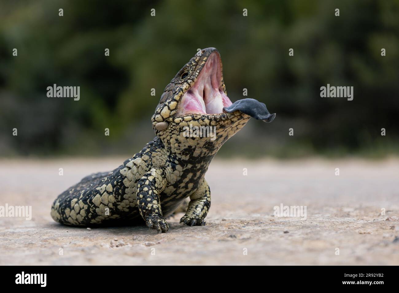 Bobtail lizard showing his teeth Stock Photo - Alamy
