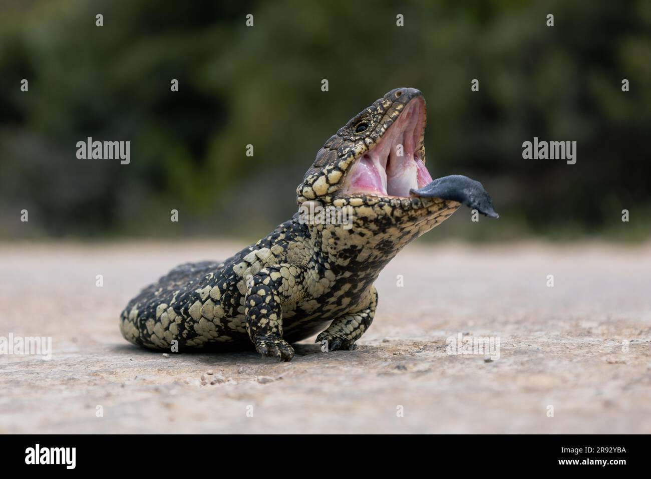 Bobtail lizard showing his teeth Stock Photo - Alamy