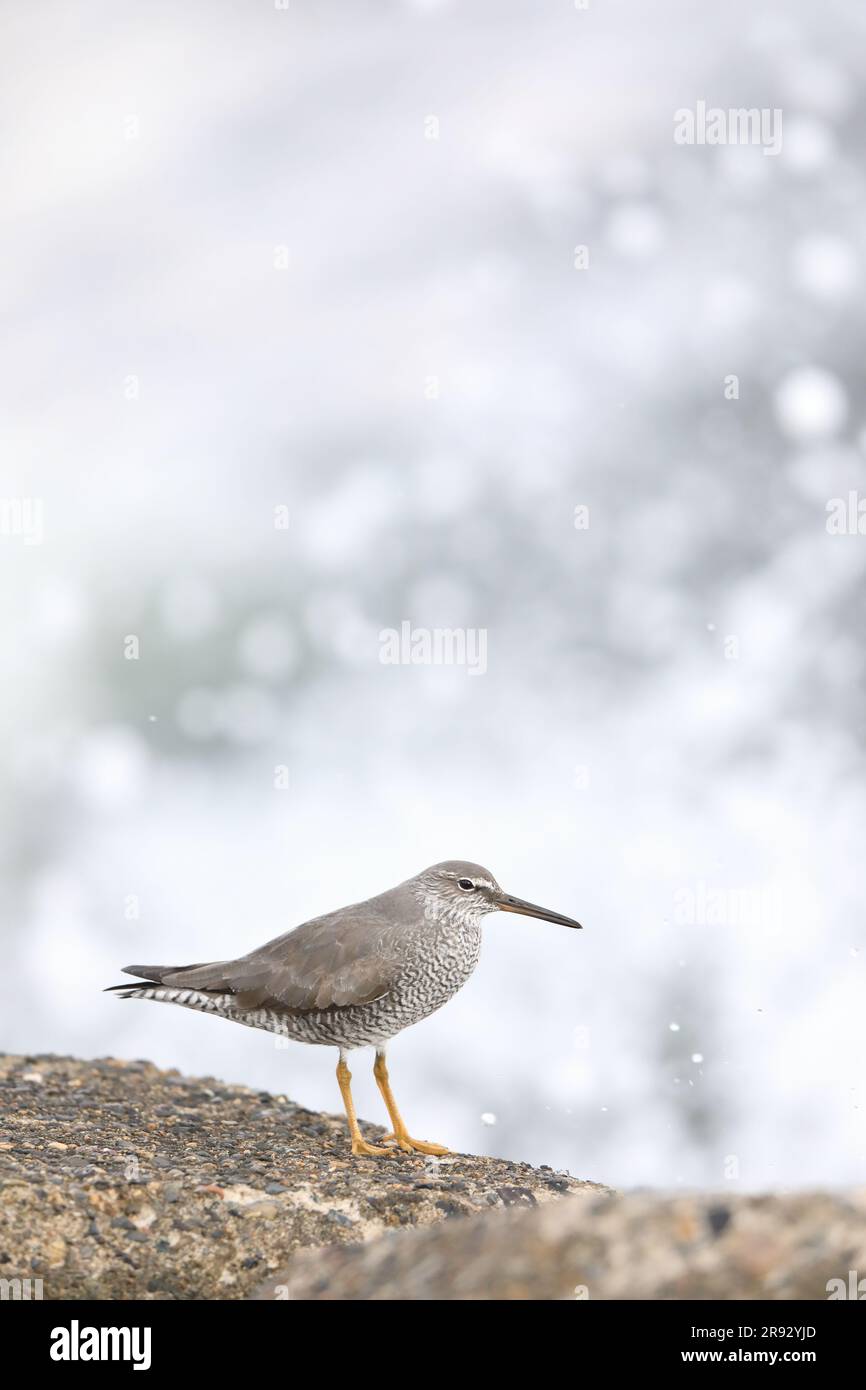 Wandering Tattler (Tringa incanus) in Japan Stock Photo - Alamy