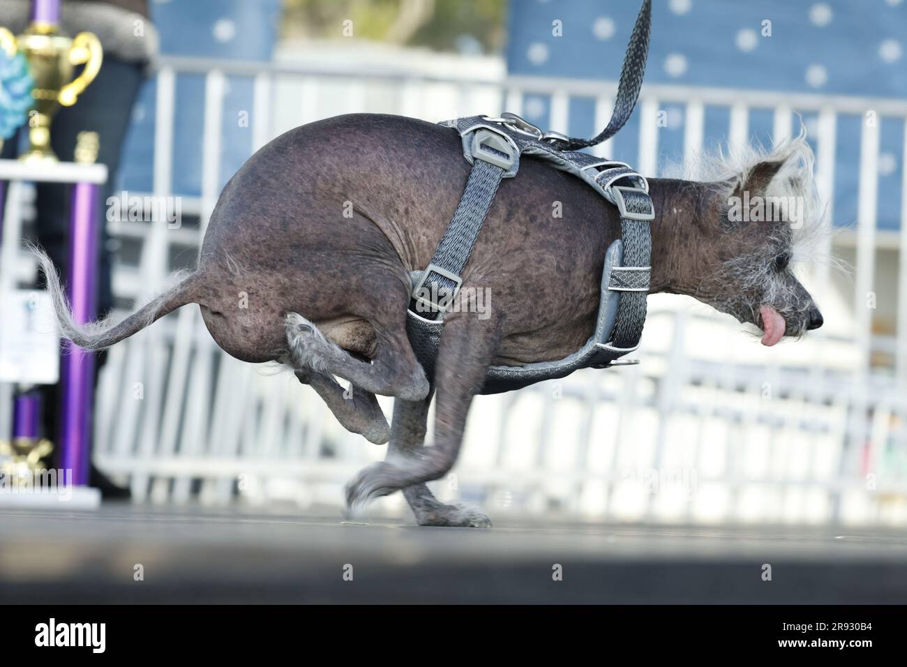 World’s ugliest dog contest hi-res stock photography and images - Alamy
