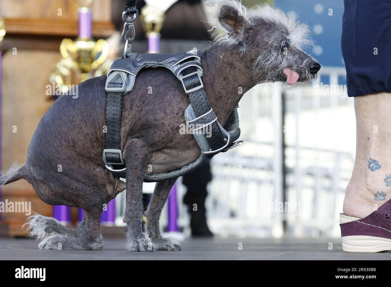 World’s ugliest dog contest hi-res stock photography and images - Alamy
