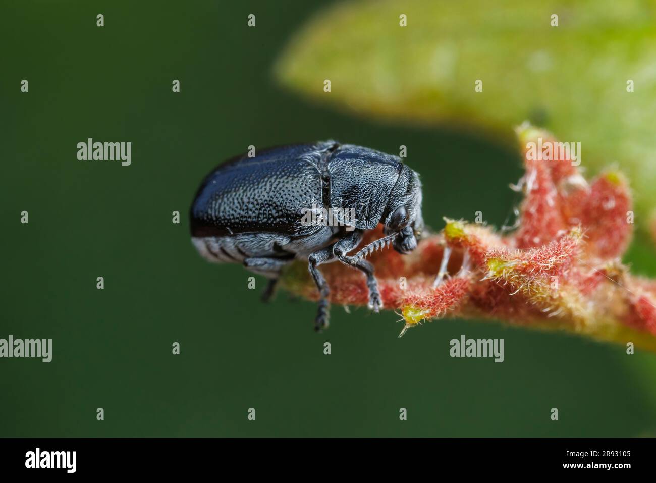 Case-bearing Leaf Beetle (Coleothorpa dominicana Stock Photo - Alamy