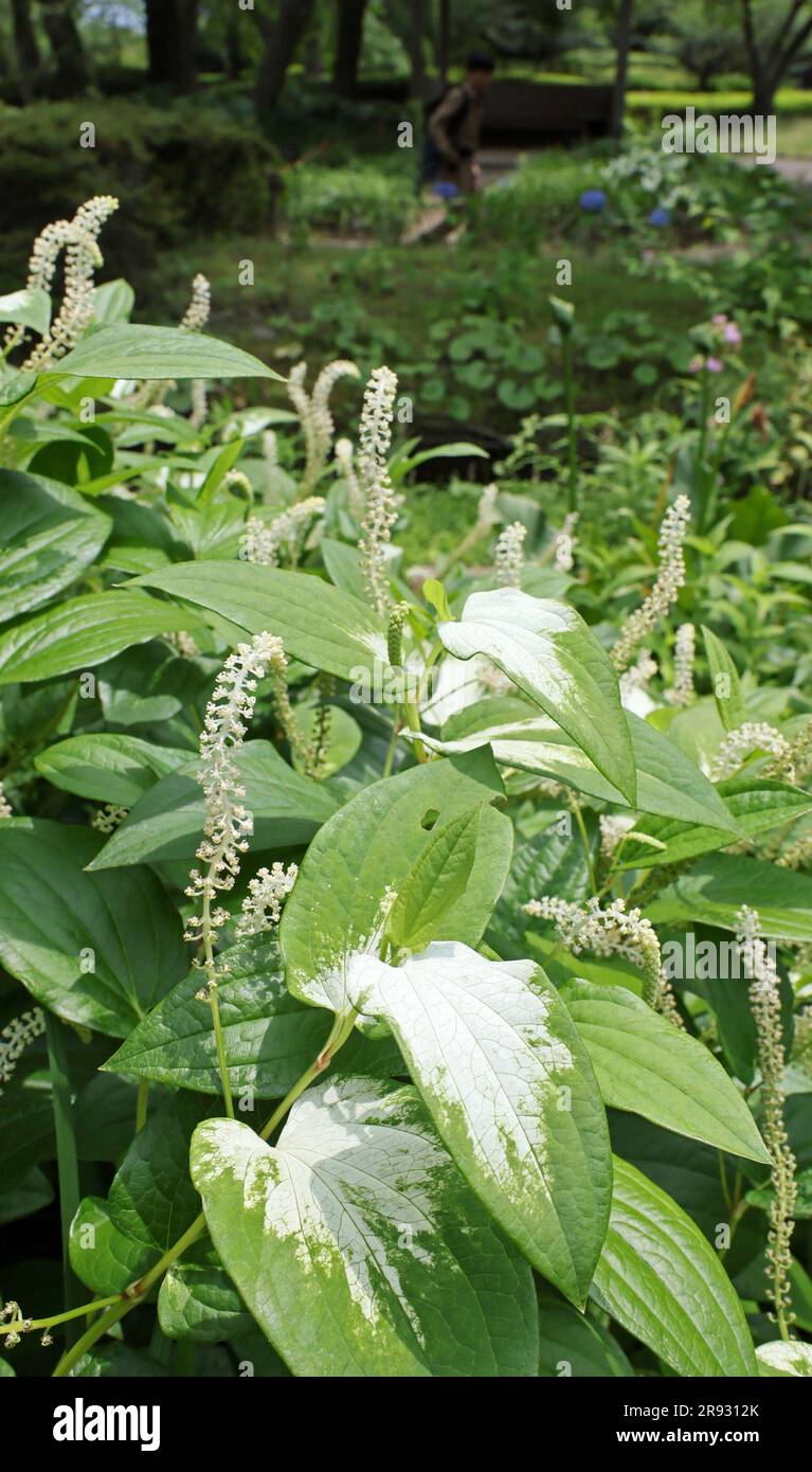 Saururus chinensis (Asian lizard's tail / Hangesho in Japanese) turn ...