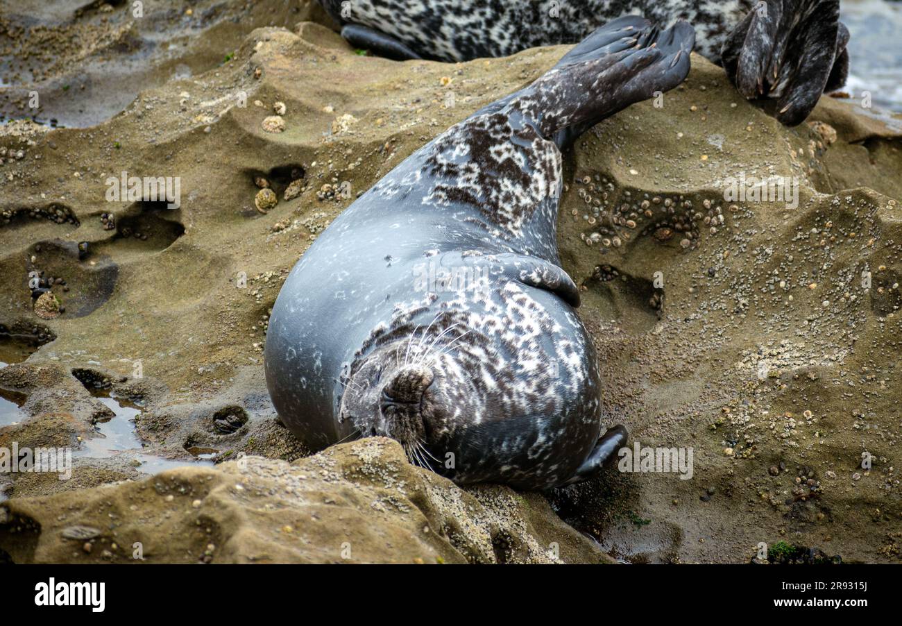 Seal laying on an island, wildlife 2 Stock Photo - Alamy