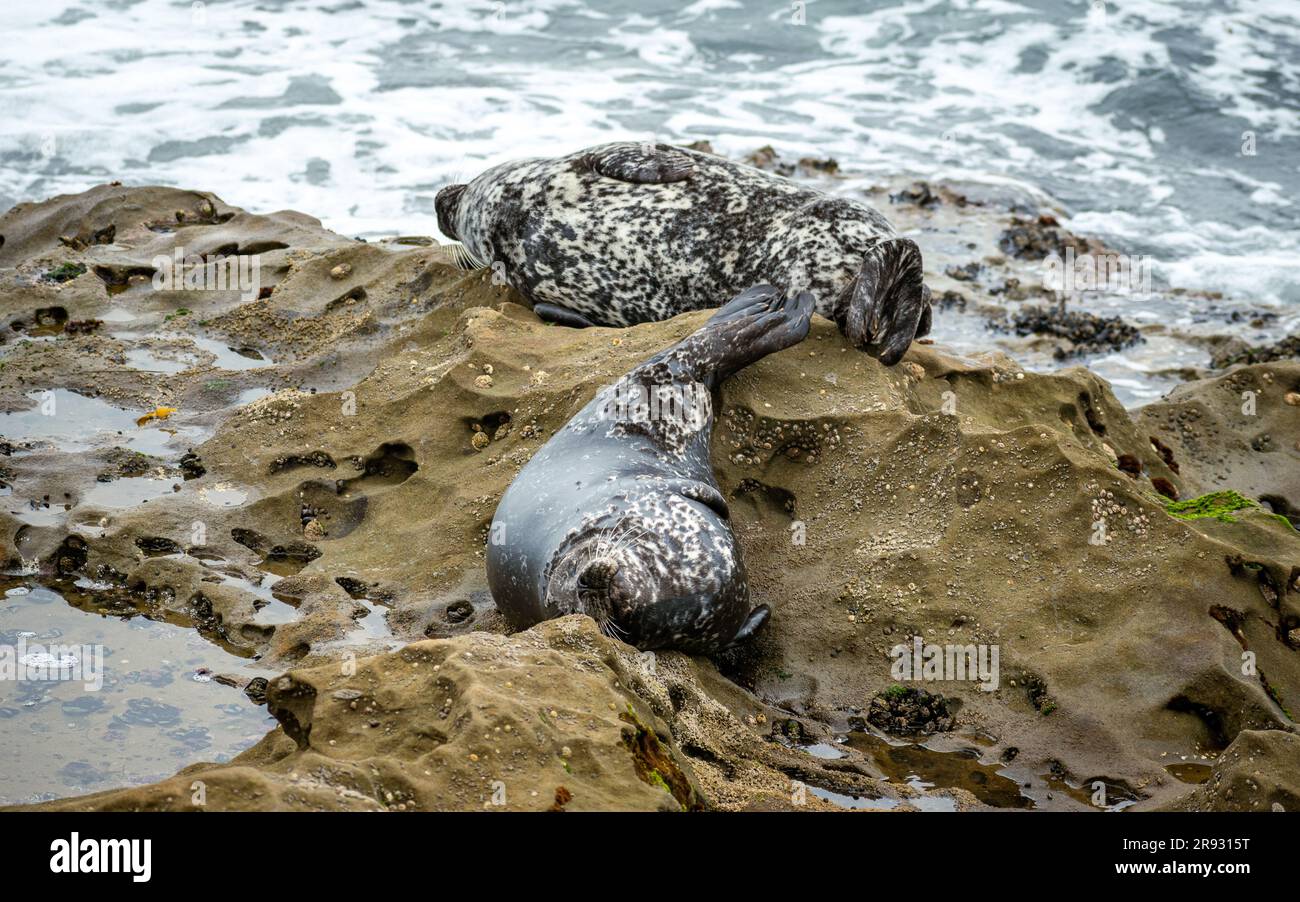 Seal laying on an island, wildlife 3 Stock Photo - Alamy