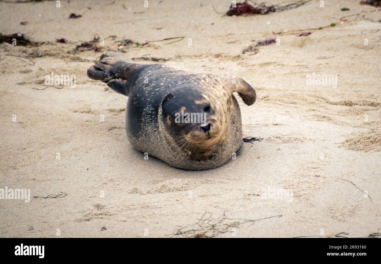 Seal laying on an island, wildlife 4 Stock Photo - Alamy